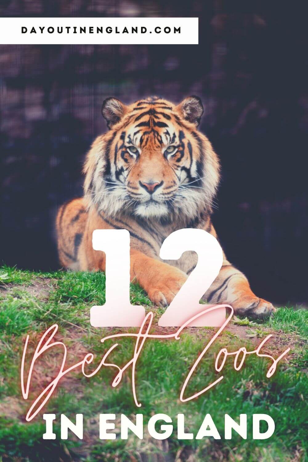 18 Best Zoos in England for a Day Out in 2025 | Day Out in England