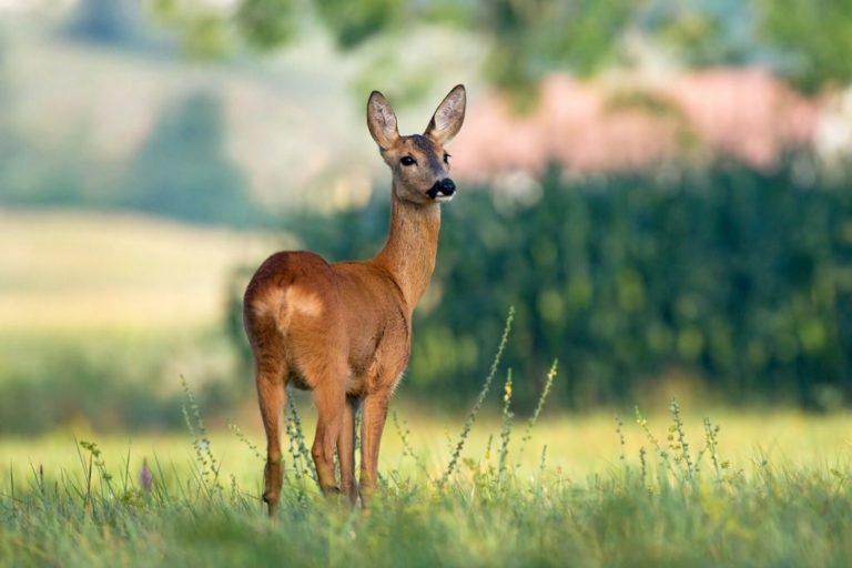 15 Amazing England National Animals and Where to Find Them | Day Out in ...