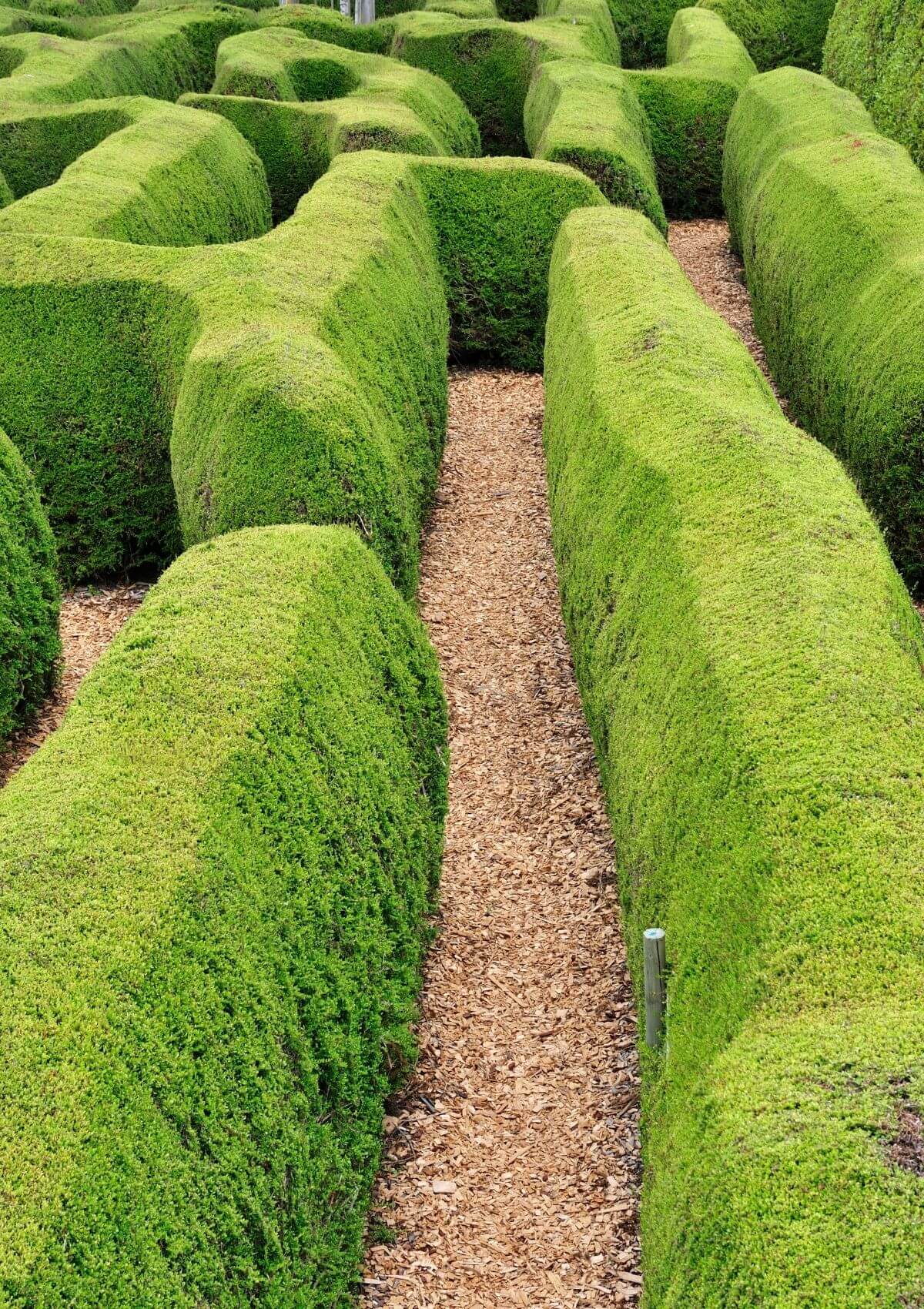 13 Best Mazes in England You Need to Visit | Day Out in England