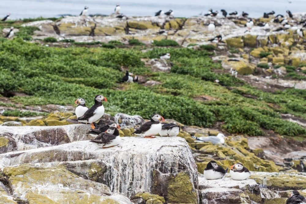 7 Amazing Things to Do in Seahouses in Northumberland | Day Out in England
