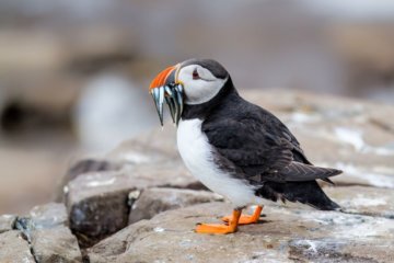 15 Amazing England National Animals and Where to Find Them | Day Out in ...