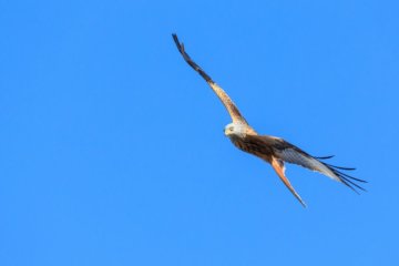 15 Amazing England National Animals and Where to Find Them | Day Out in ...