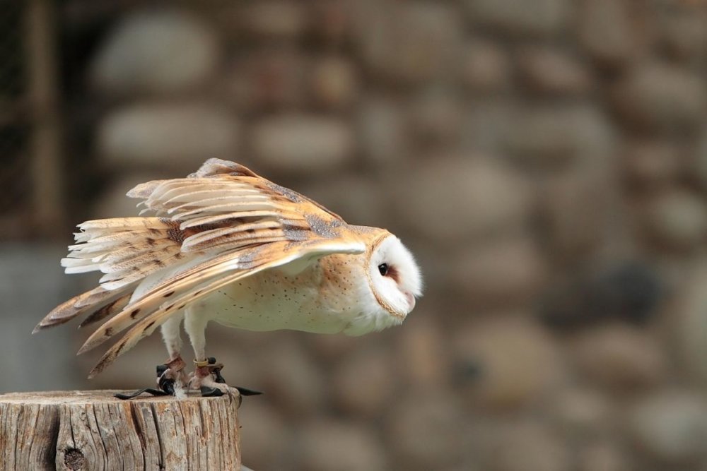 15 Amazing England National Animals and Where to Find Them | Day Out in ...