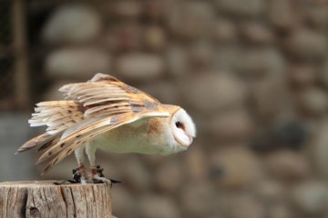 15 Amazing England National Animals and Where to Find Them | Day Out in ...