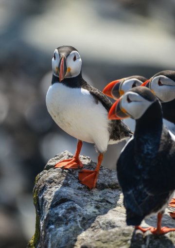 15 Amazing England National Animals and Where to Find Them | Day Out in ...