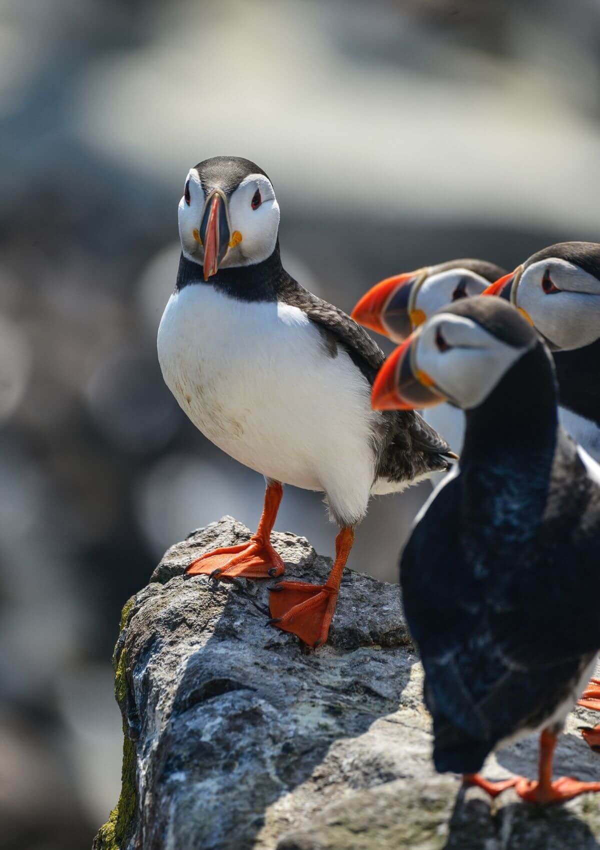 15 Amazing England National Animals and Where to Find Them | Day Out in ...