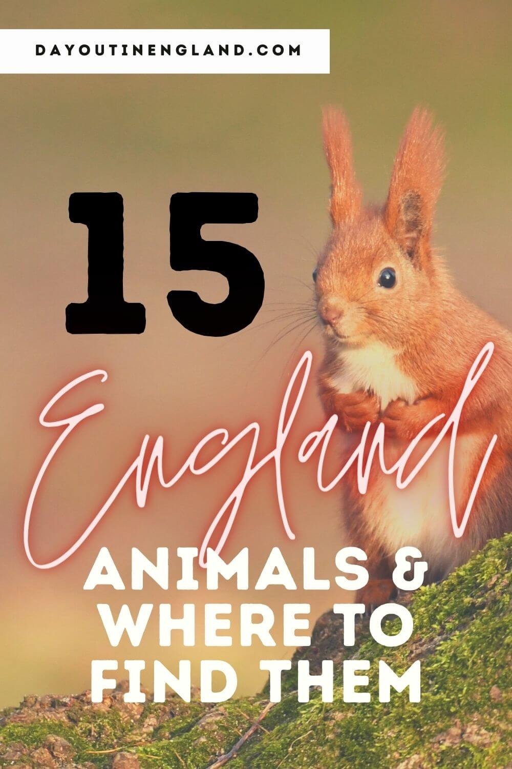 15 Amazing England National Animals and Where to Find Them | Day Out in ...