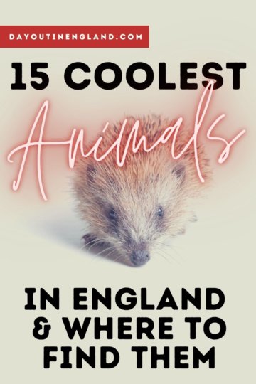 15 Amazing England National Animals and Where to Find Them | Day Out in ...