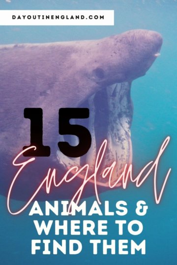 15 Amazing England National Animals and Where to Find Them | Day Out in ...