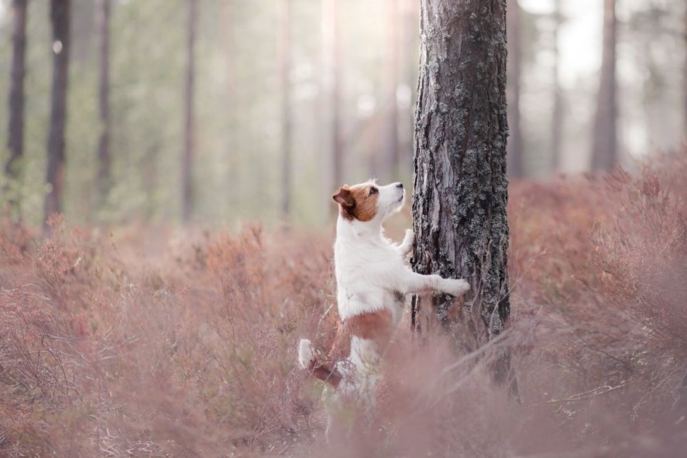 10 of the Best Days Out For Dogs in England | Day Out in England