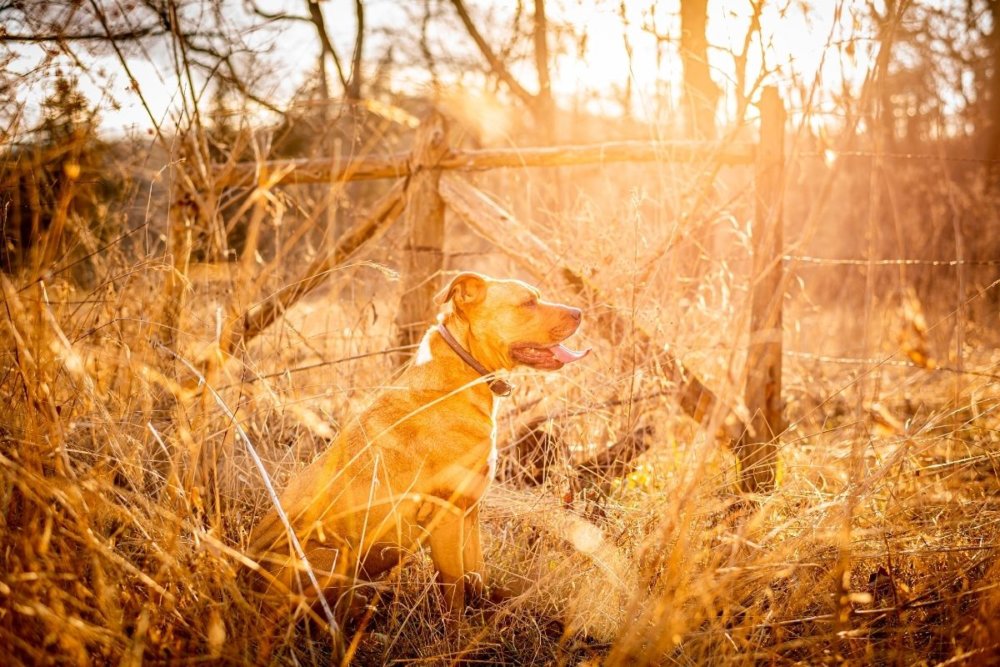 10 of the Best Days Out For Dogs in England | Day Out in England