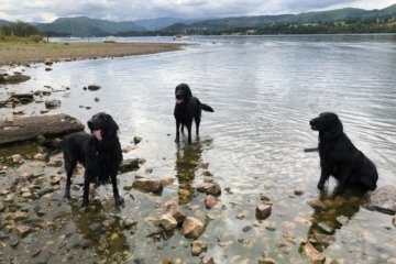 10 of the Best Days Out For Dogs in England | Day Out in England