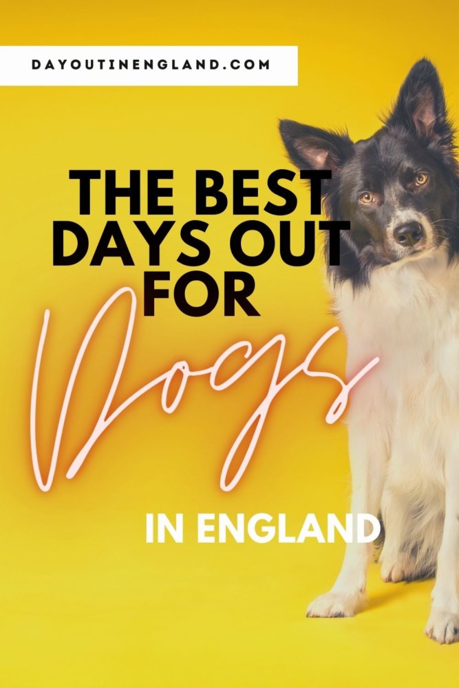 10 of the Best Days Out For Dogs in England | Day Out in England