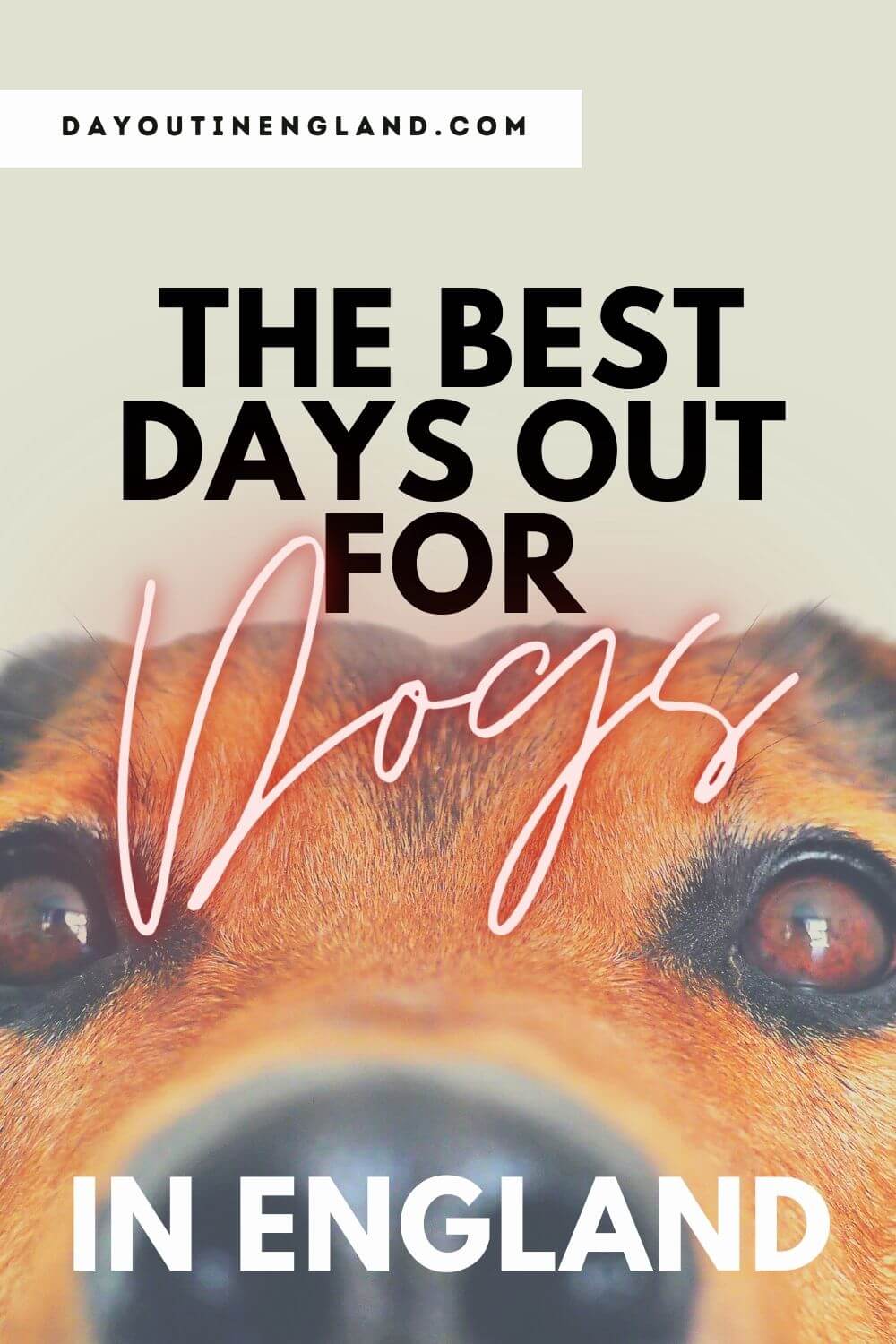 10 of the Best Days Out For Dogs in England | Day Out in England