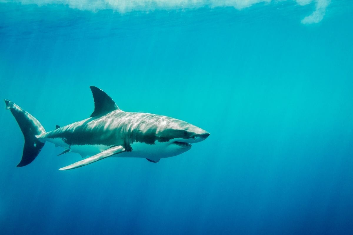 Top 12 Animal Experiences in England for a Special Occasion | Day Out ...