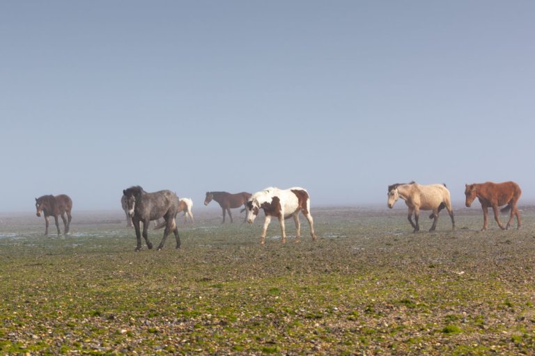 11 Best Beaches in the New Forest (and Around!) | Day Out in England
