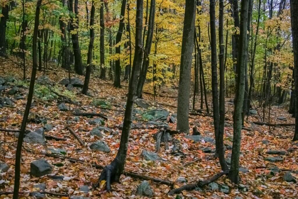 5 Best Forest Walks for Nature Lovers in the South East | Day Out in ...