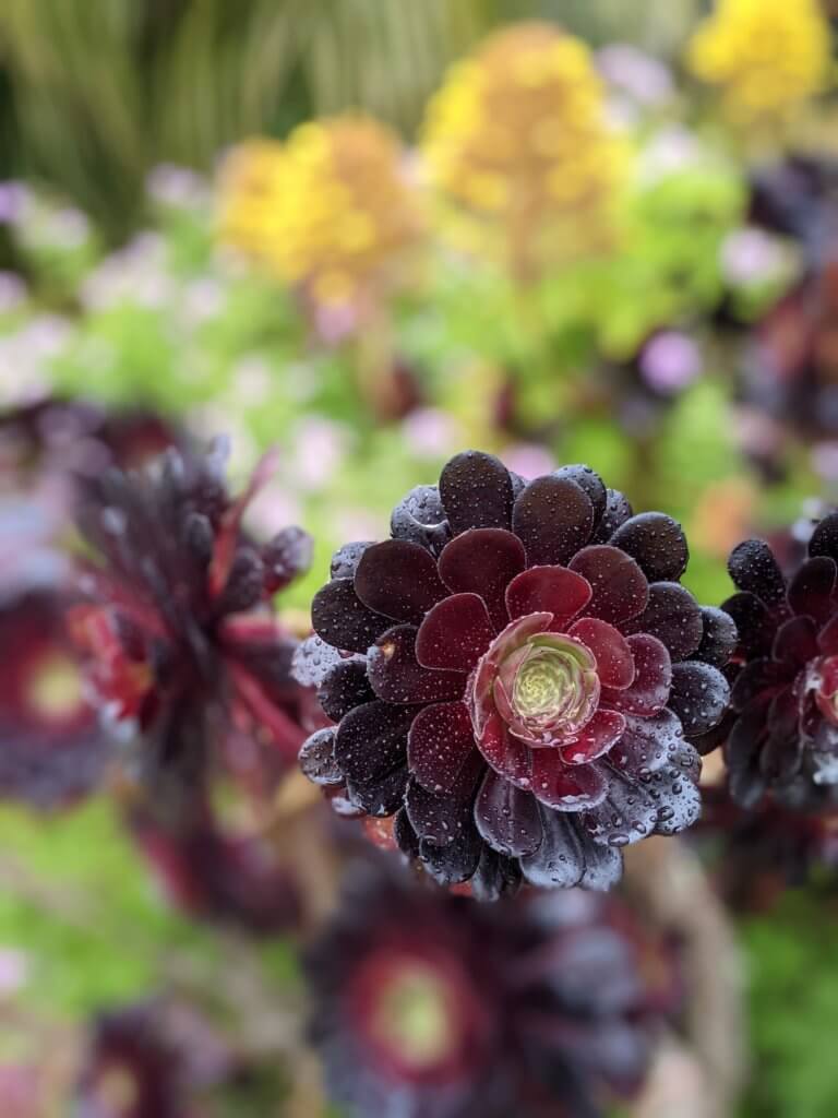 How To Do a Fun Day Trip to The Scilly Isles (+ What to Do There) | Day ...