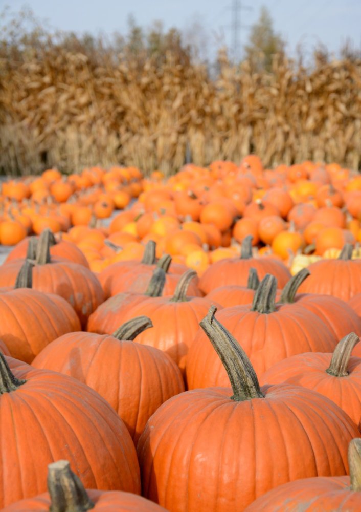 20 Amazing Days Out in October in England for 2025 | Day Out in England