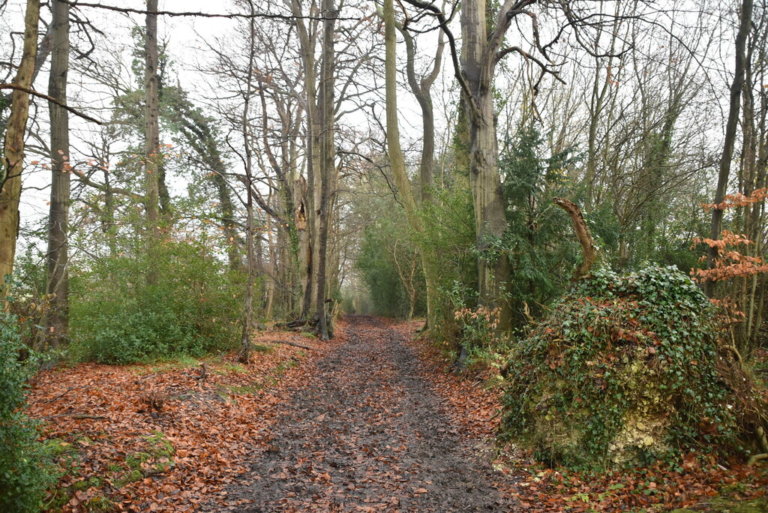 5 Best Forest Walks for Nature Lovers in the South East | Day Out in ...