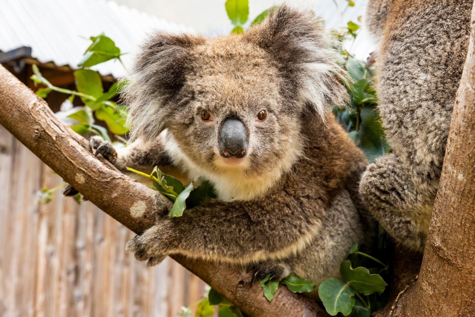 10 Best Safari Parks in England You Need to Visit | Day Out in England