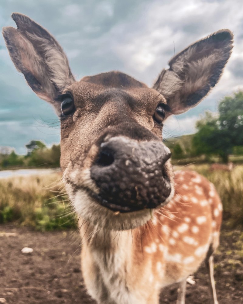 18 Best Zoos in England for a Day Out in 2025 | Day Out in England