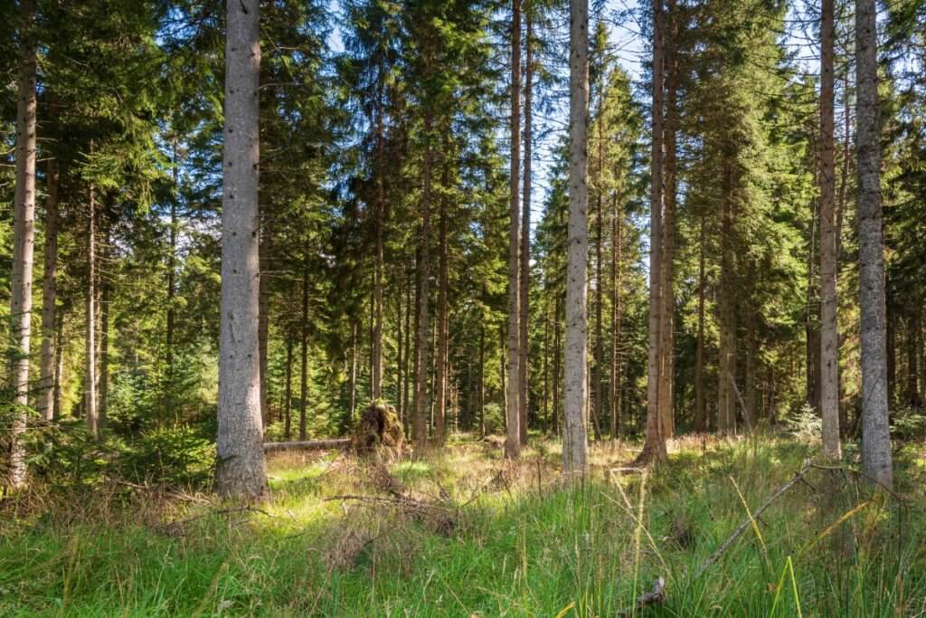 9 Best Forests in England to Go and Hug a Tree in | Day Out in England