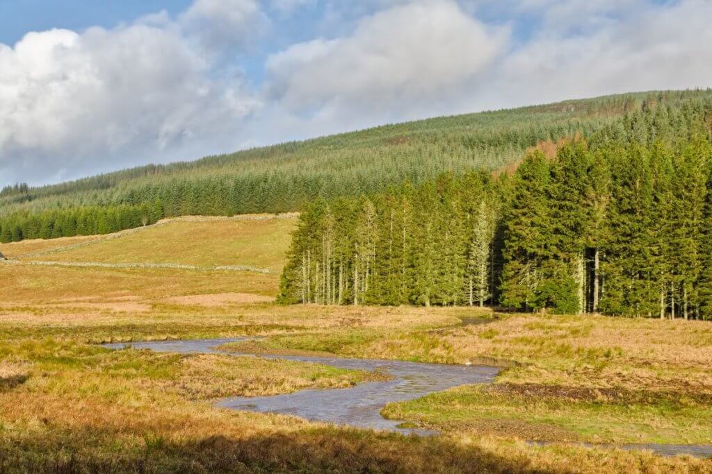 9 Best Forests in England to Go and Hug a Tree in | Day Out in England