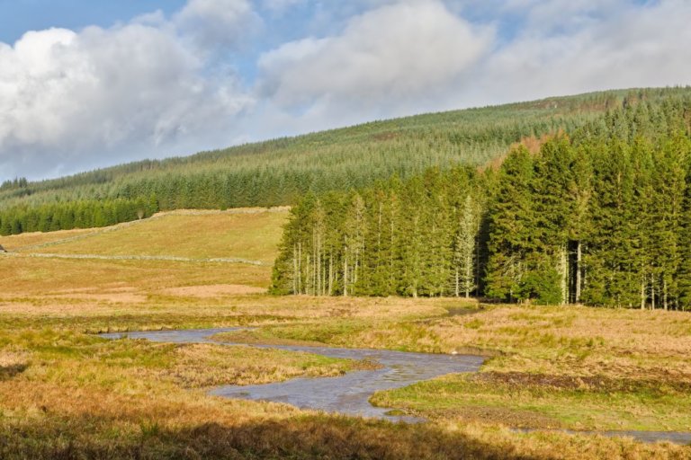 9 Best Forests in England to Go and Hug a Tree in | Day Out in England