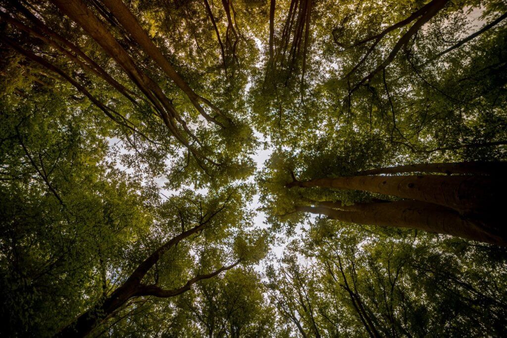 9 Best Forests in England to Go and Hug a Tree in | Day Out in England