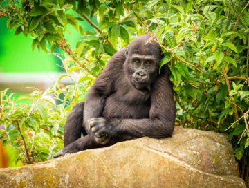 18 Best Zoos in England for a Day Out in 2025 | Day Out in England