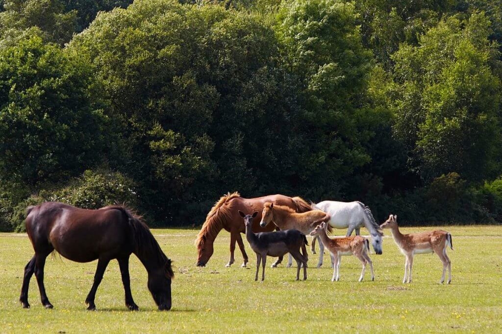 9 Best Forests in England to Go and Hug a Tree in | Day Out in England