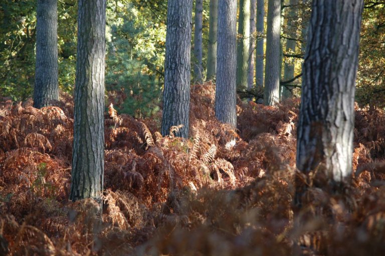 9 Best Forests in England to Go and Hug a Tree in | Day Out in England