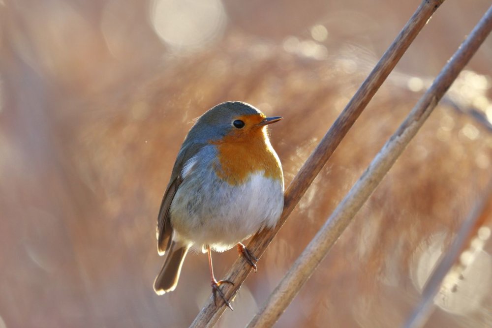 10 Most Popular Garden Birds in England | Day Out in England