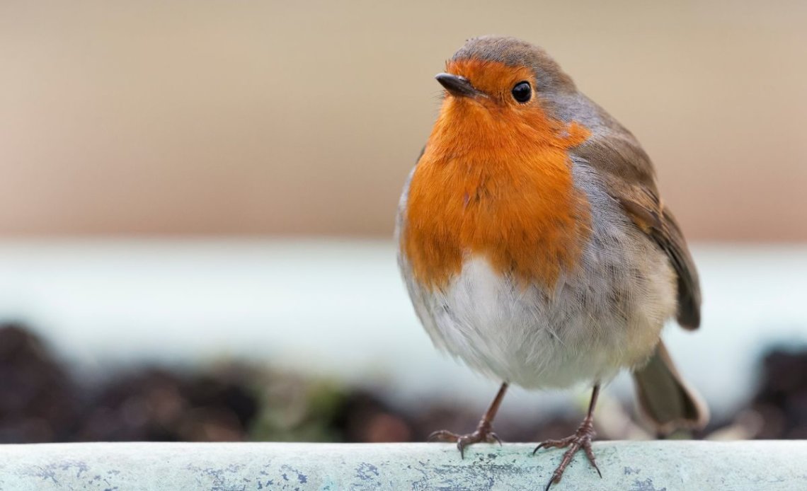 10 Most Popular Garden Birds in England | Day Out in England
