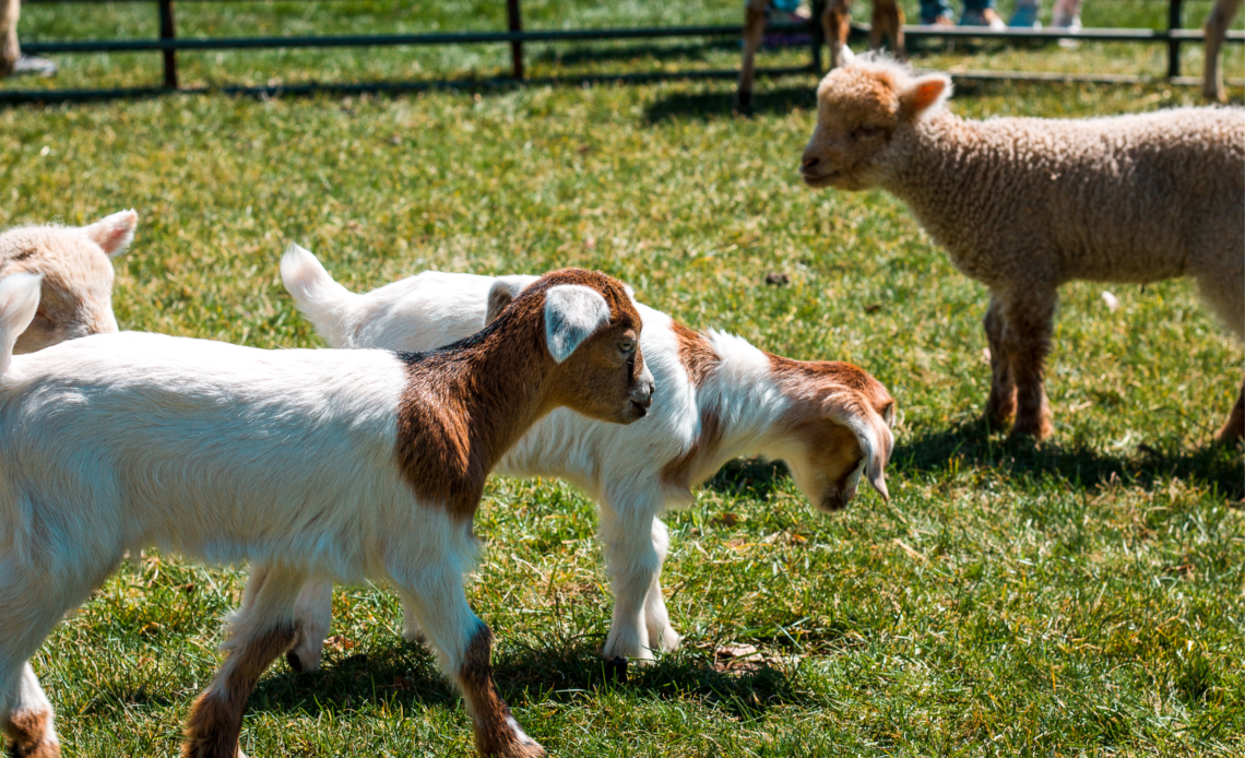 7 Best Farms in London for a Countryside Vibe | Day Out in England