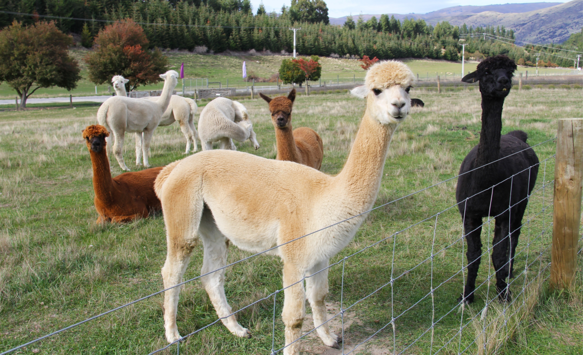 7 Best Alpaca Experiences in England | Day Out in England