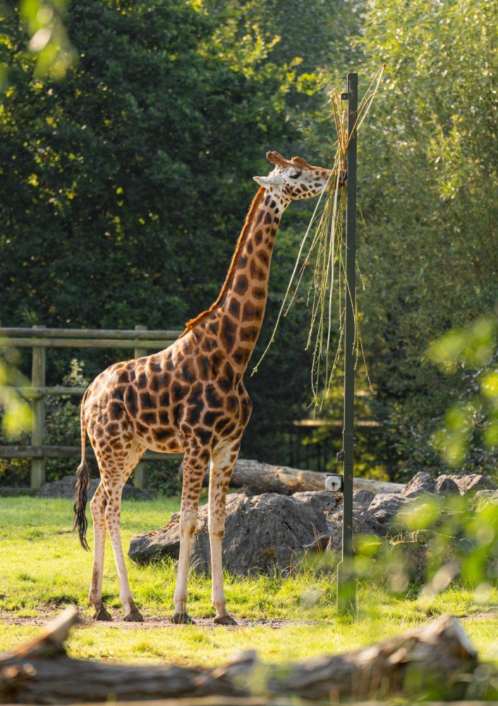 Day in Chester: What to Do, See, Eat & Drink | Day Out in England