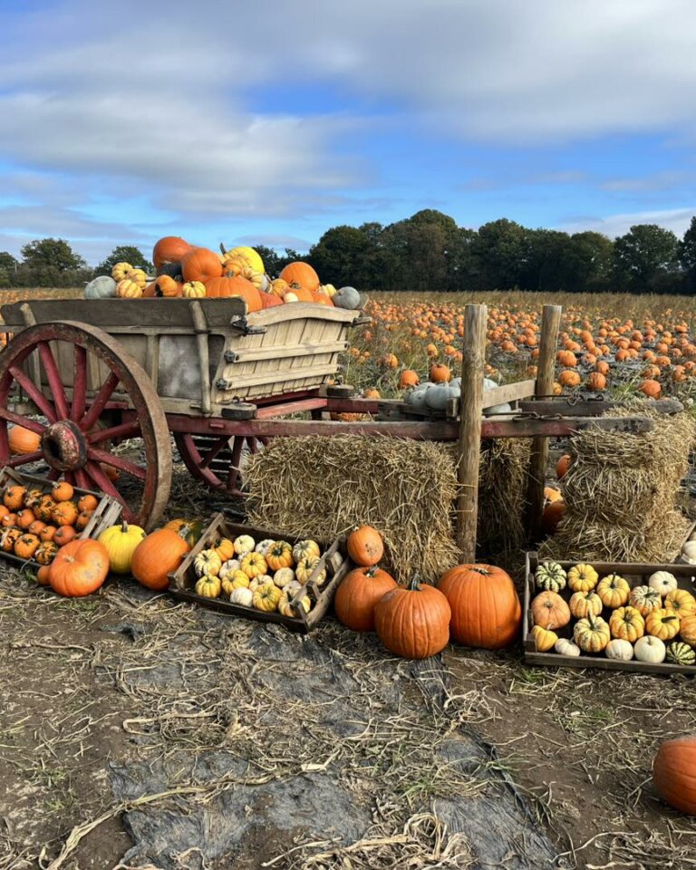 Best Pumpkin Patches in England 2025 | Top Places to Go Pumpkin Picking